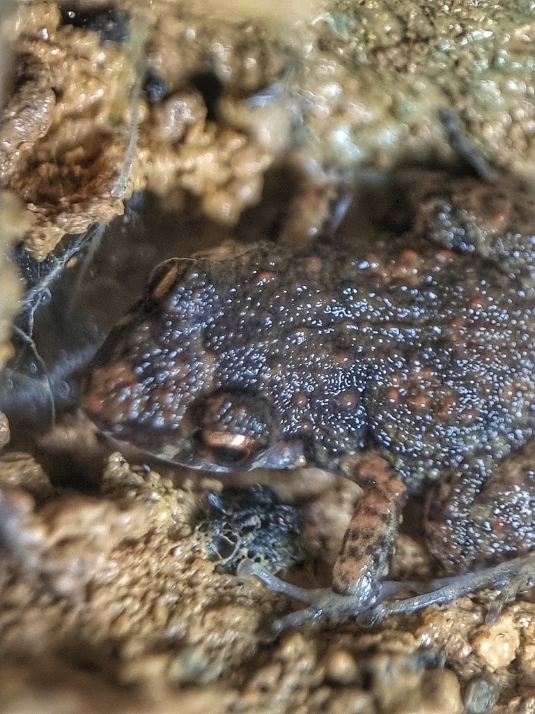 Greenhouse Frog in September 2022 by klearad · iNaturalist