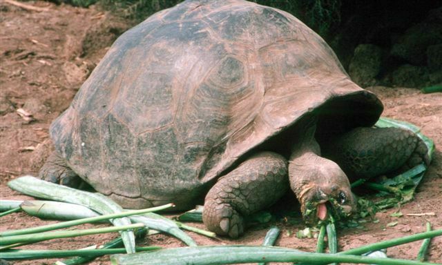 Galápagos Giant Tortoise from Galapagos on May 01, 1989 by Jamie ...