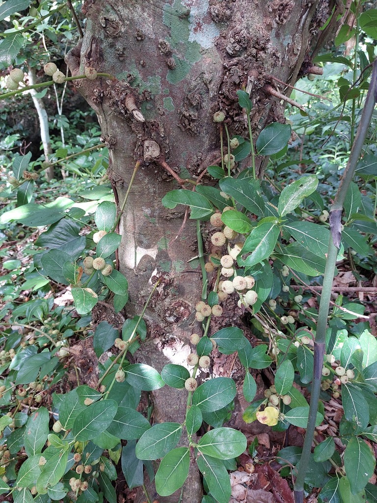 hauli tree from 台灣台東縣 on August 27, 2022 at 03:02 PM by 胡正恆(Jackson Hu ...