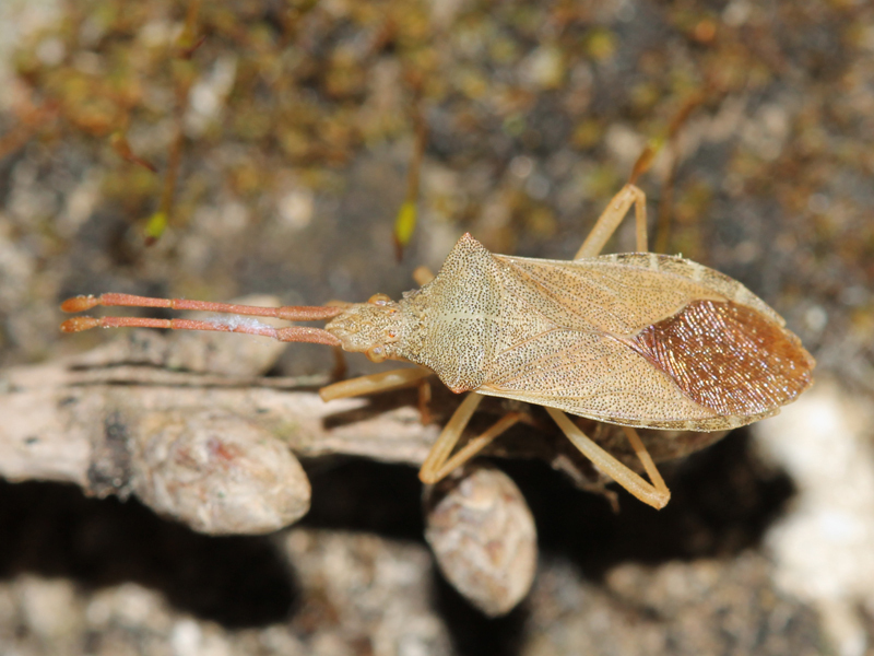 Box Bug from 08515 Sant Martí d'Albars, Barcelona, Espanya on April 08 ...