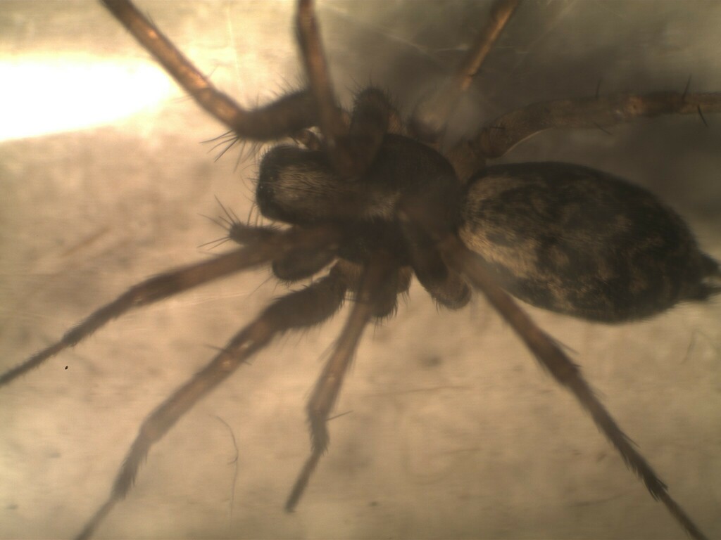 Histopona torpida from Dargovsky priesmyk, Slovakia on November 6, 2021 ...