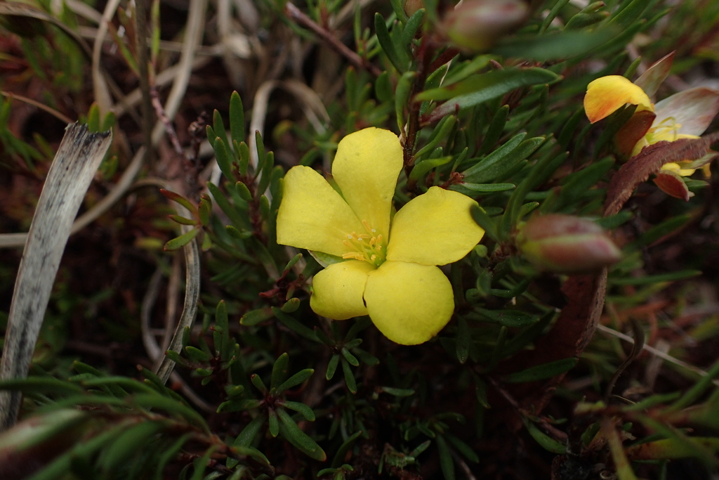 Spreading Guinea Flower from Sandford TAS 7020, Australia on September ...