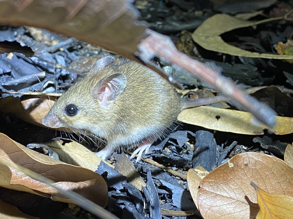 Delicate Mouse from Litchfield National Park, Litchfield Park, NT, AU ...