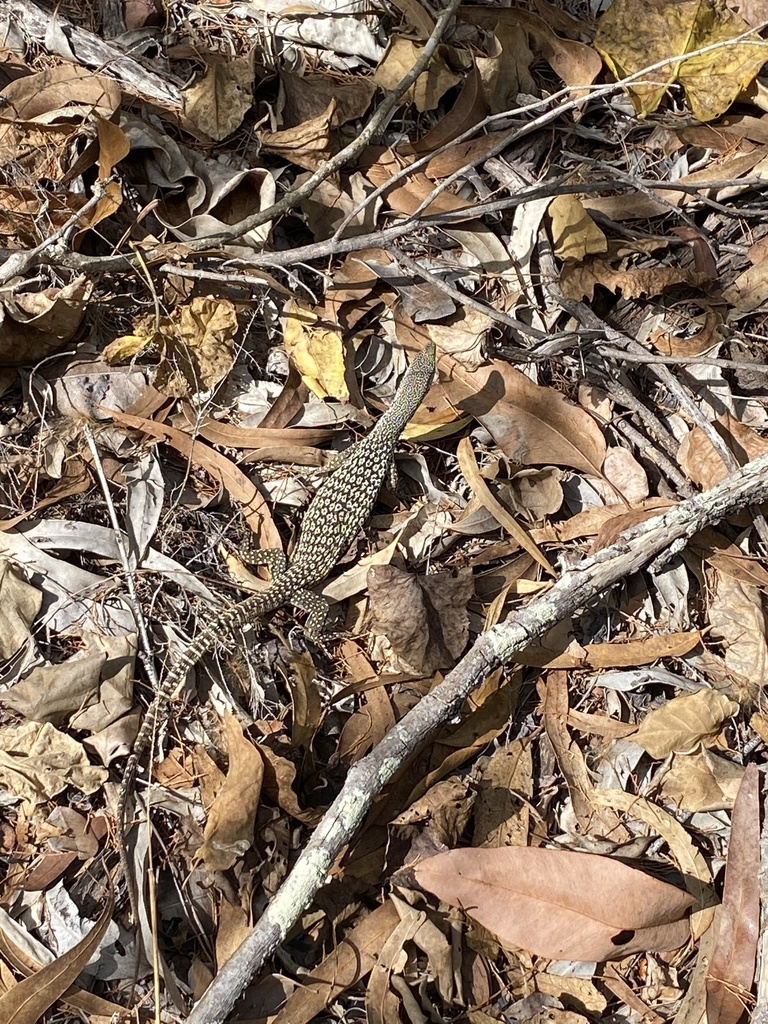 Banded Tree Monitor from Litchfield National Park, Litchfield Park, NT ...