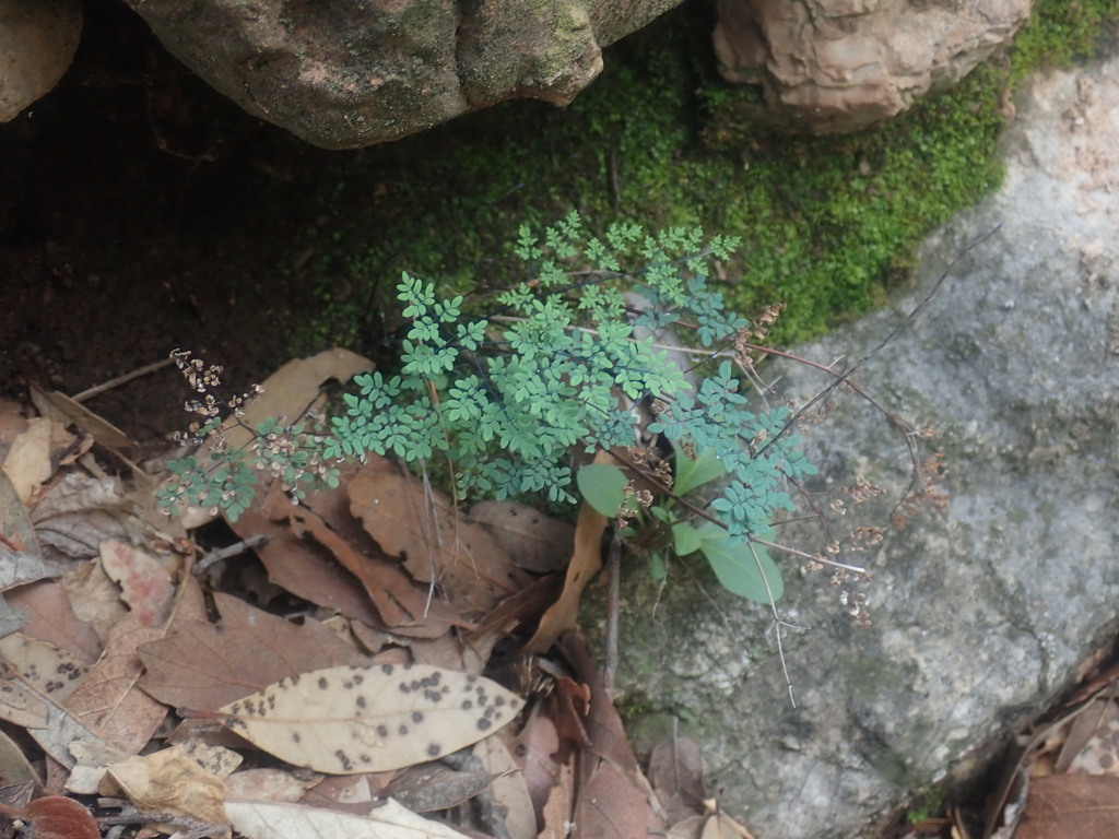 Southwestern False Cloak Fern from Cochise, Arizona, United States on ...