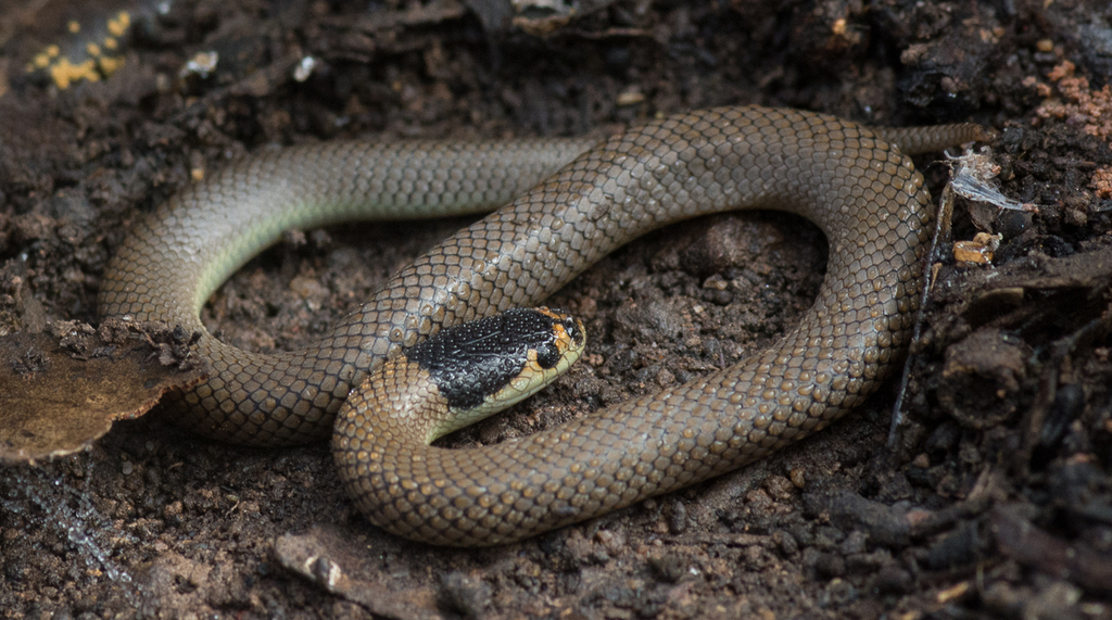 Little Whip Snake from Para Wirra Conservation Park SA 5114, Australia ...