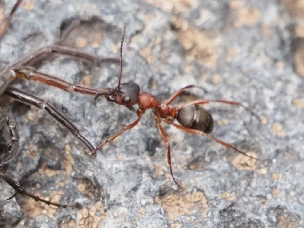 Blood-red Field Ant from 日本、〒401-0320 山梨県南都留郡鳴沢村 on August 23, 2022 at ...