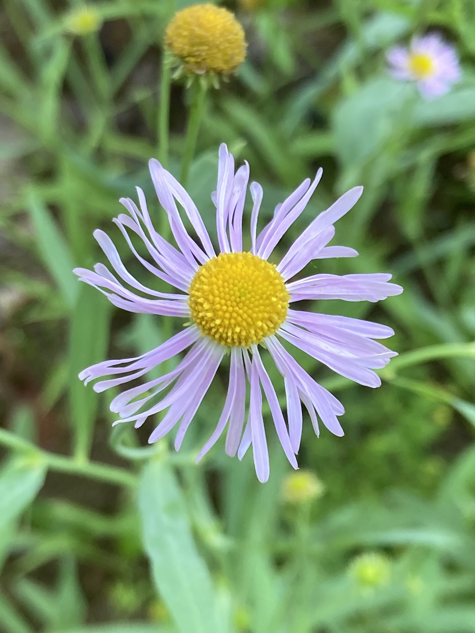 Boltonia montana J.F.Towns. & Kar.-Castro