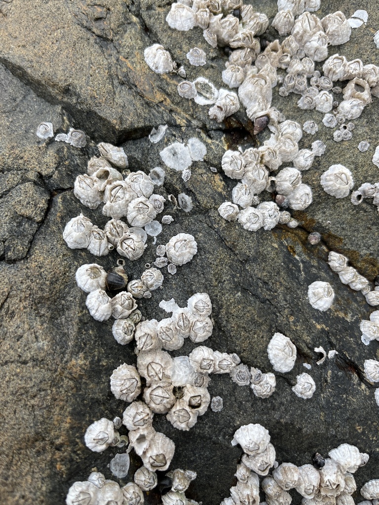 Pacific Acorn Barnacle from Sitka National Historical Park, Sitka, AK ...