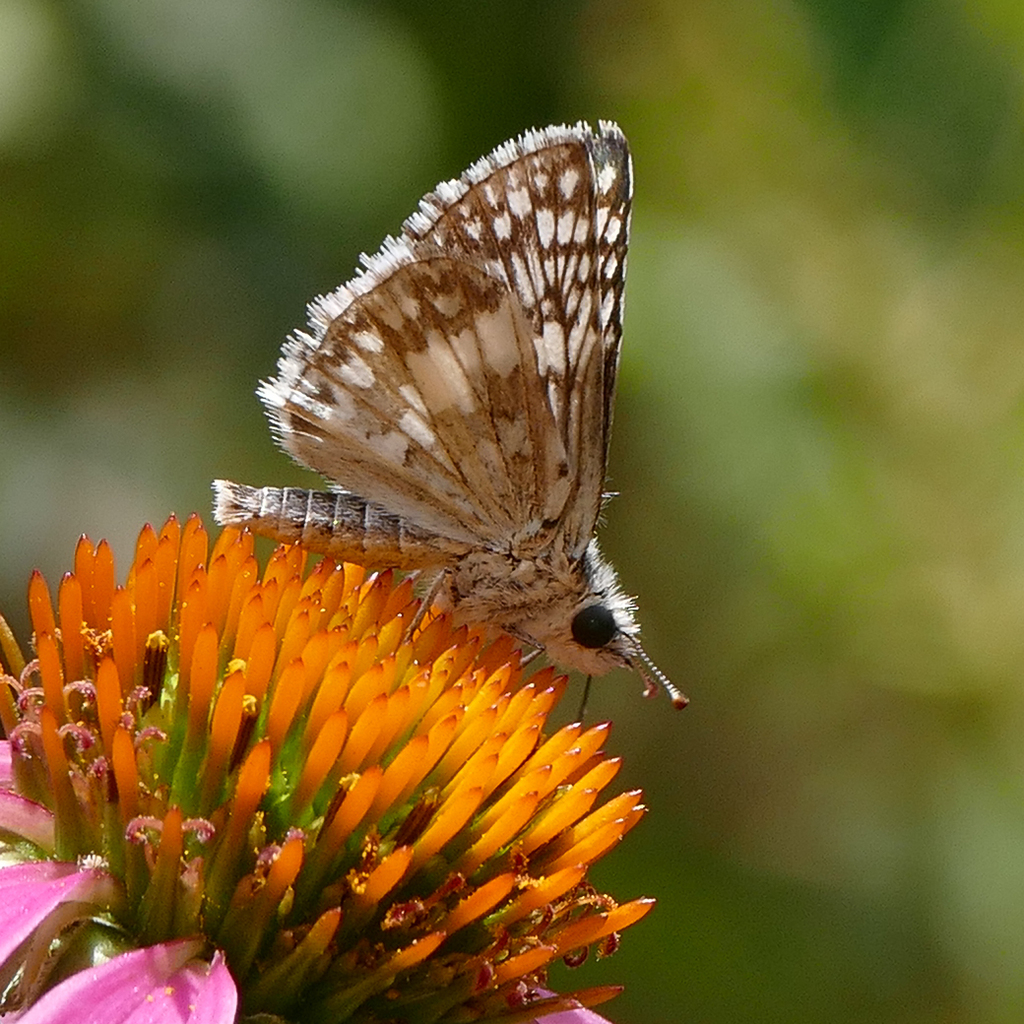 Common Checkered-Skipper (Butterflies of Oakland County, MI) · iNaturalist