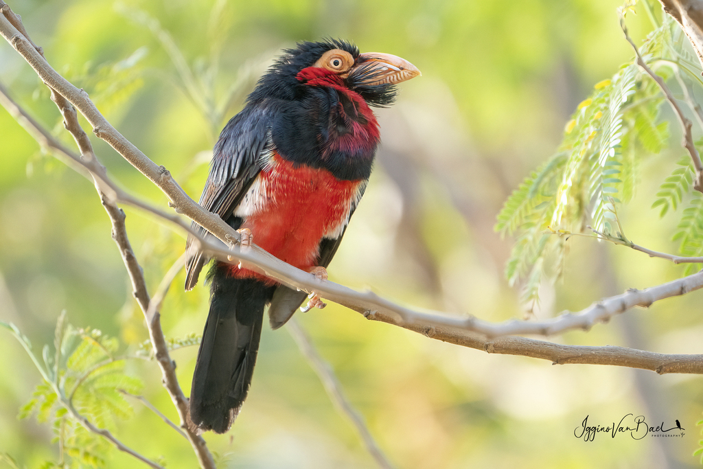 Bearded Barbet from Mandinari, Gambia on February 28, 2022 at 09:29 AM ...