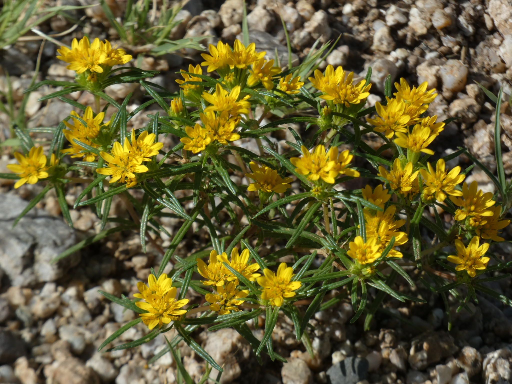 Pectis angustifolia Torr.
