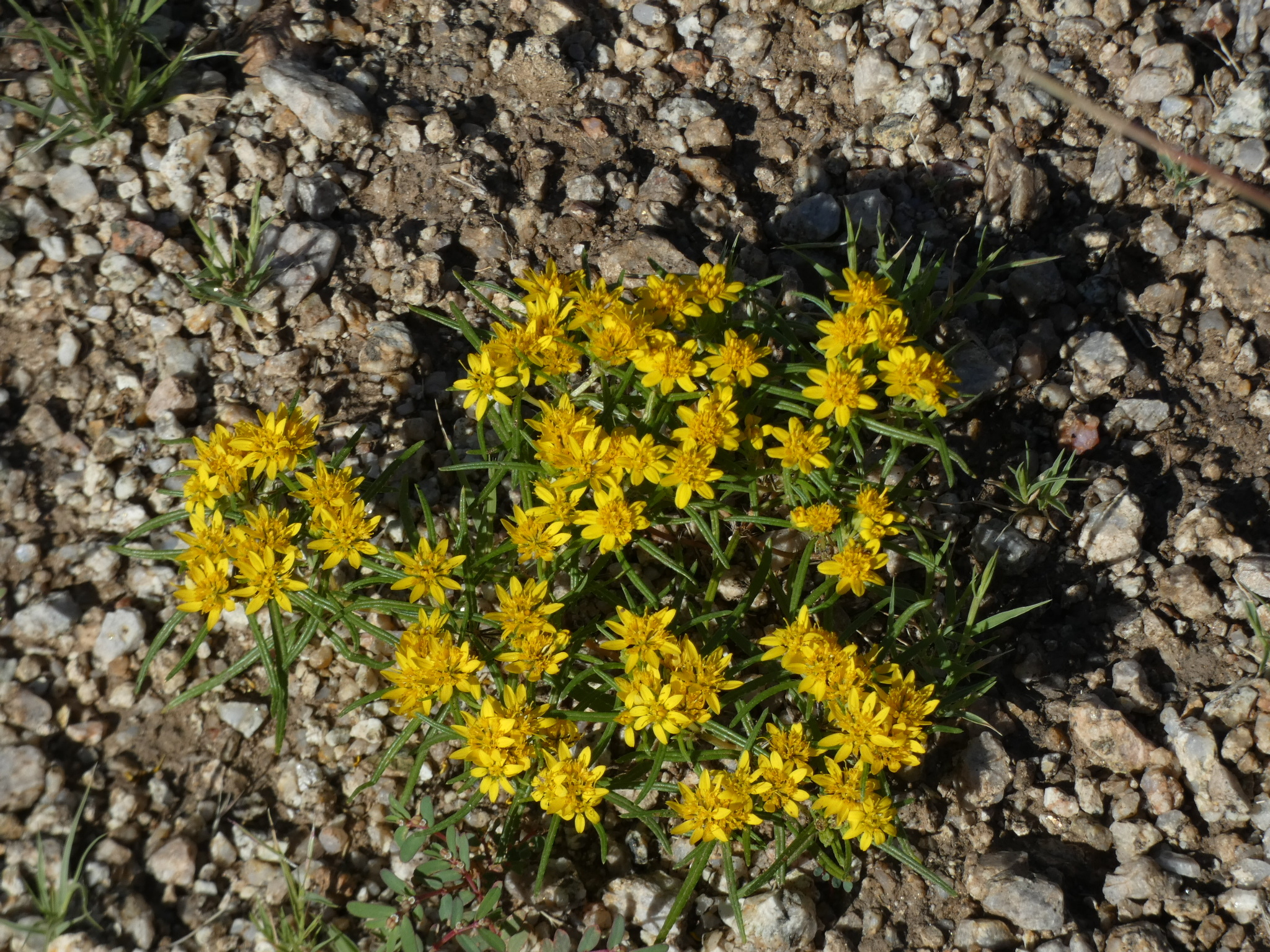Pectis angustifolia Torr.
