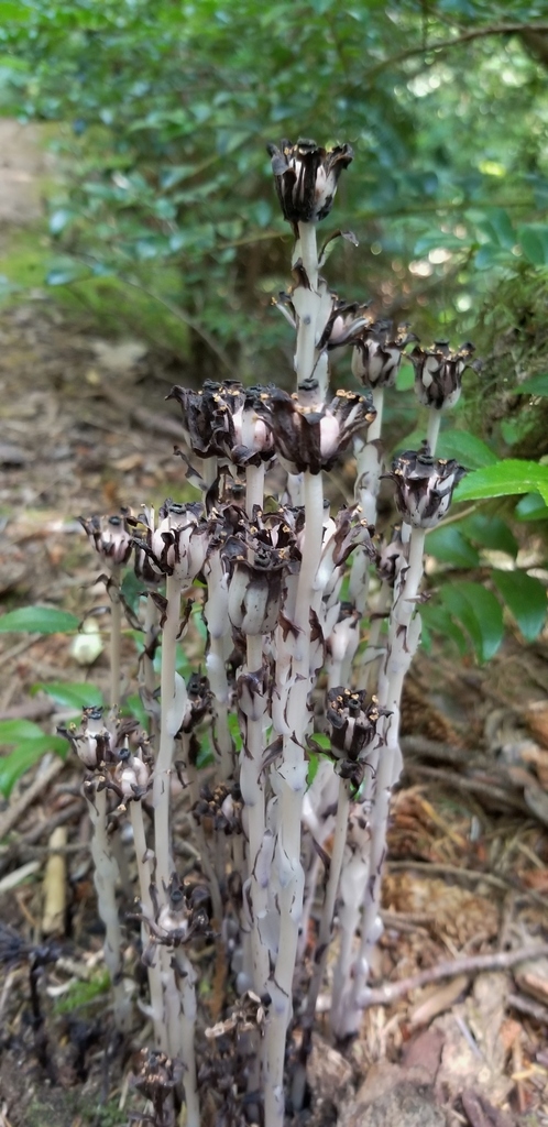 Ghost Pipe from Gwynn Creek Trail, Lane Co Oregon on September 01, 2022 ...