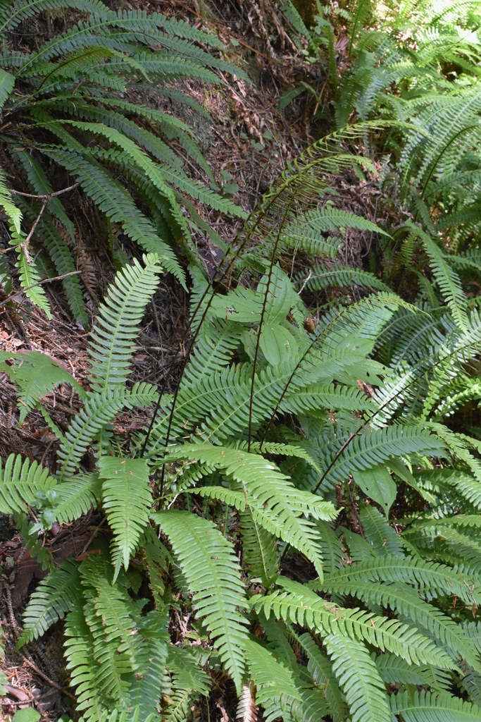 deer fern from Gwynn Creek Trail, Lane Co Oregon on September 01, 2022 ...