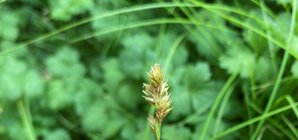 rusty slender sedge from White River drainage, Mount Rainier National ...
