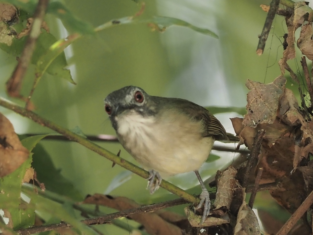 Moustached Babbler from Padangbesa, Sadao District, Songkhla, Thailand ...
