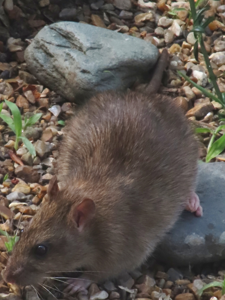 Brown Rat from Milton Street on September 03, 2022 at 11:56 AM by Nigel ...