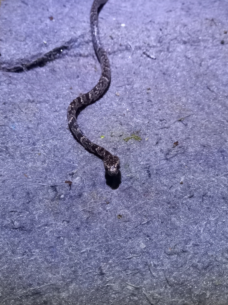 Cloudy Snail-eating Snake from Lepanto, Provincia de Puntarenas, Costa ...