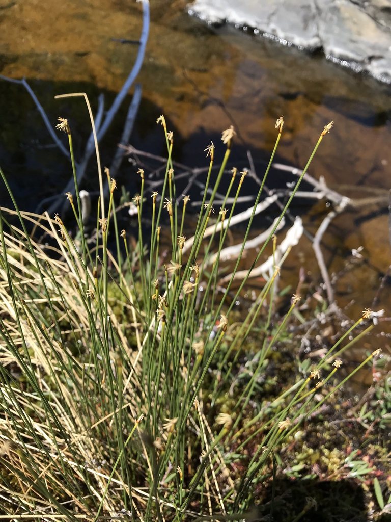 Tufted Bulrush from Thunder Bay District, ON, Canada on July 04, 2018 ...