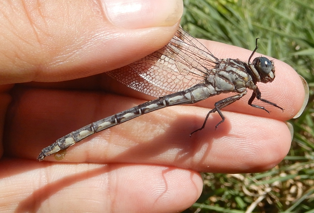 Elusive Clubtail from Lambton County, ON, Canada on September 1, 2022 ...