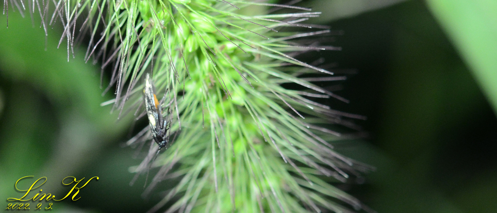 Insects from Seosan, Chungcheongnam-do, South Korea on September 03 ...