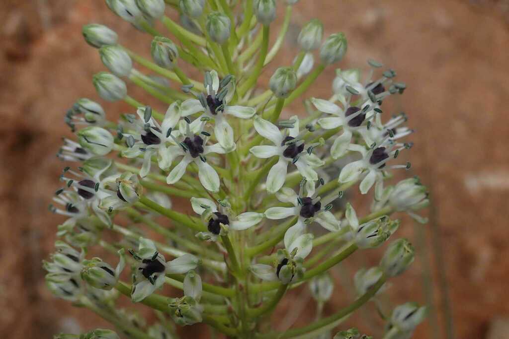 sand lily from Booyensdal, Ehlanzeni, South Africa on December 9, 2020 ...