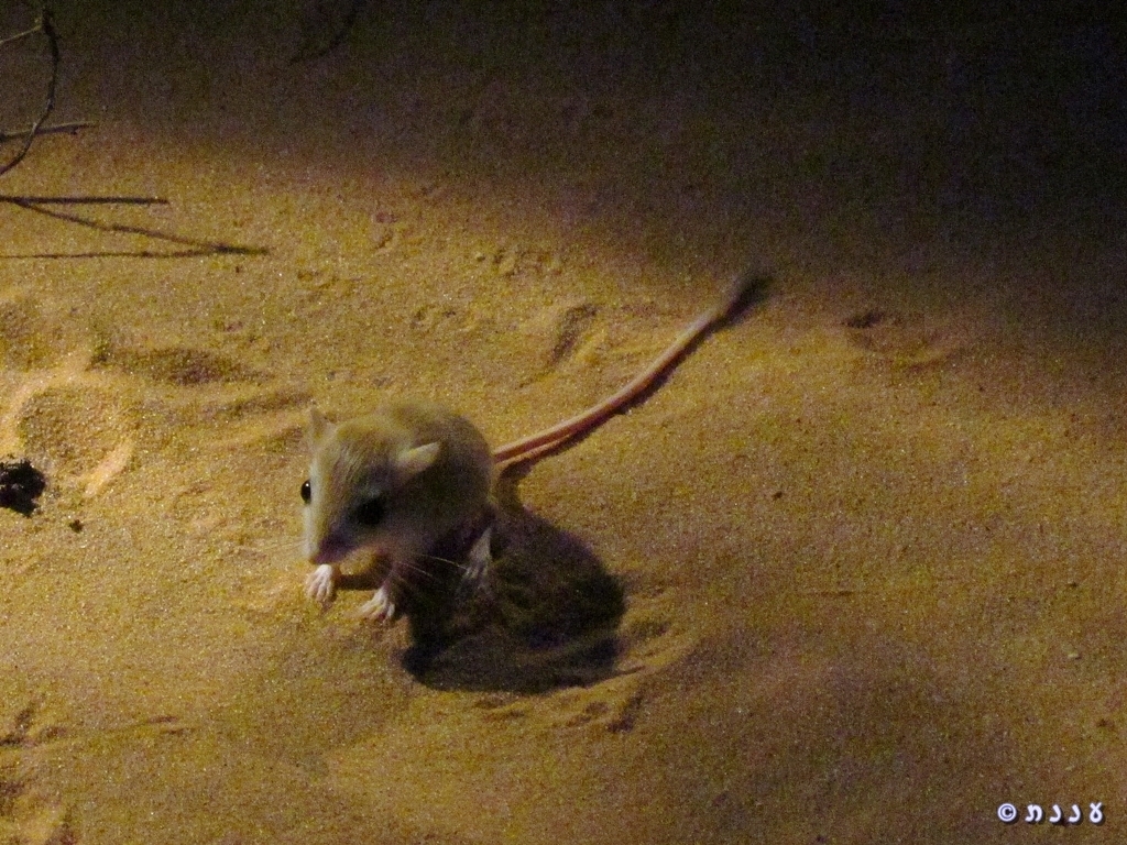 Greater Egyptian Gerbil (Gerbillus pyramidum) - Know Your Mammals