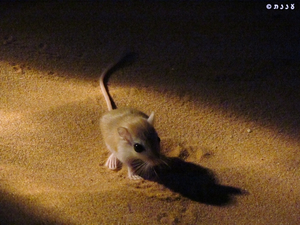 Greater Egyptian Gerbil (Gerbillus pyramidum) - Know Your Mammals