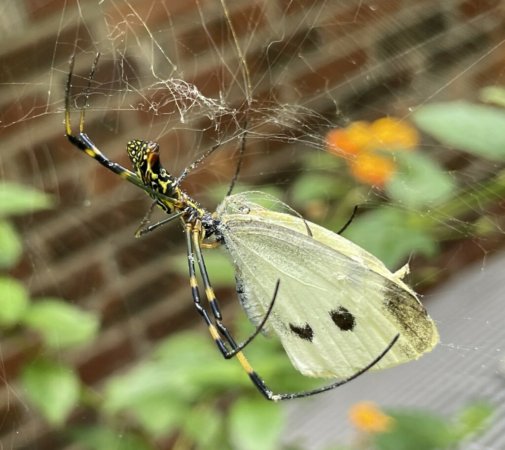 Joro Spider from North Decatur, GA, USA on August 31, 2022 at 01:37 PM ...