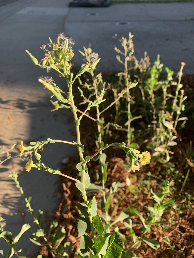 bitter lettuce from Gulfwind Way, Sacramento, CA, US on September 03 ...