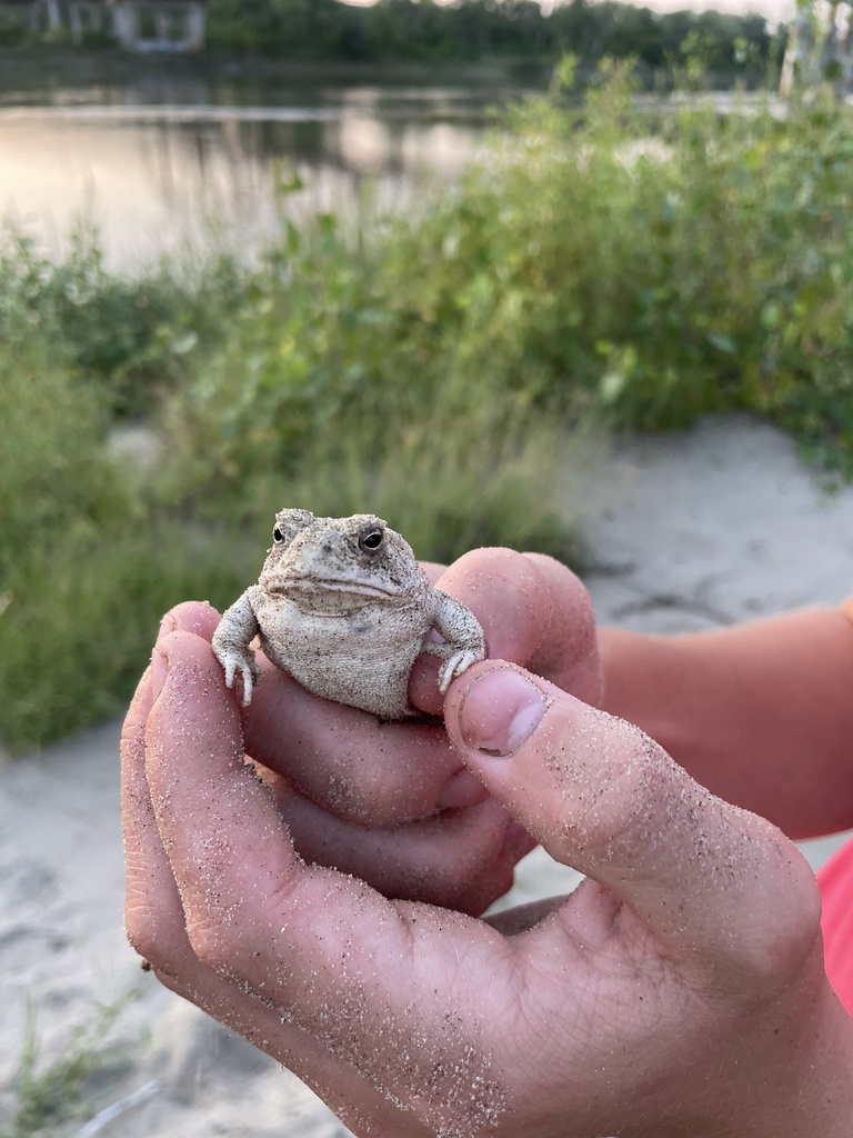 Woodhouse's Toad in September 2022 by Luke Grabow · iNaturalist