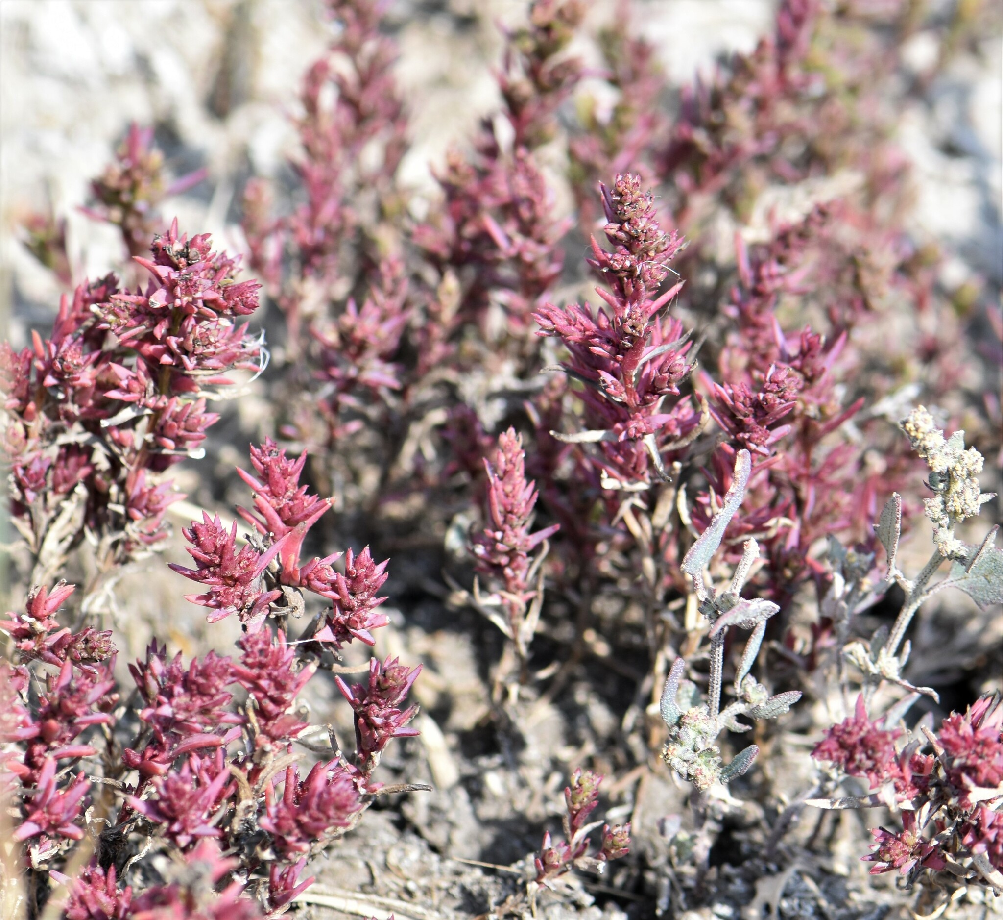 Suaeda calceoliformis (Hook.) Moq.