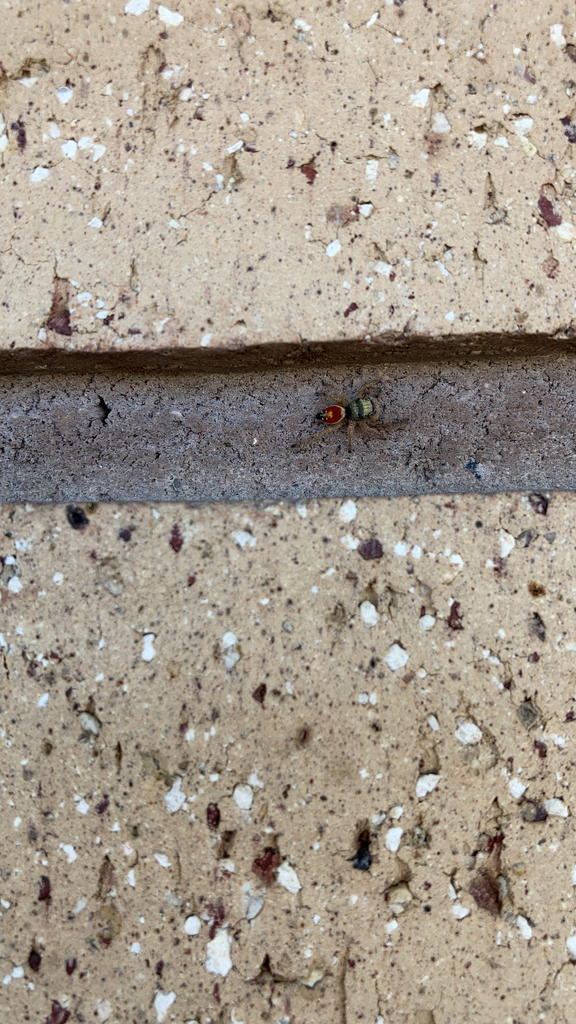Whitman's Jumping Spider from Wellington on September 3, 2022 at 09:18 ...
