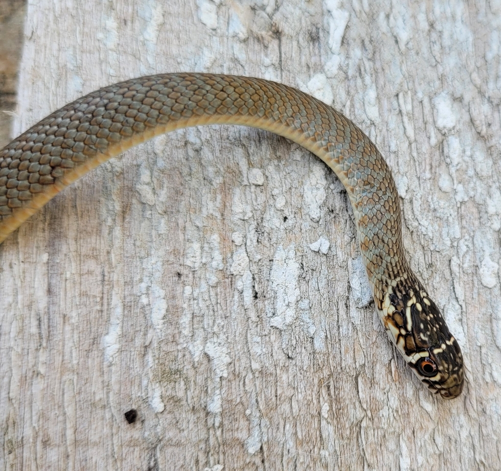 Green Whip Snake from 24300 Abjat-sur-Bandiat, France on September 3 ...