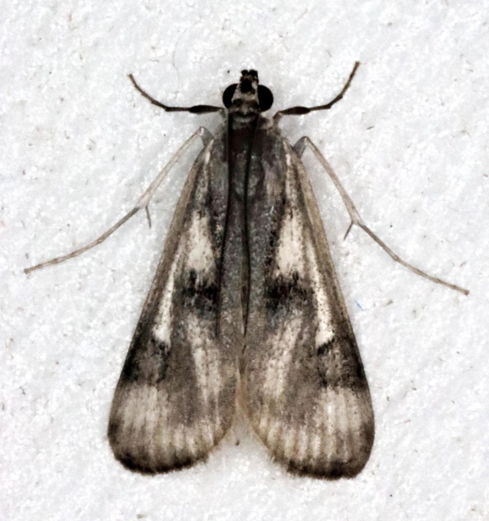 Polymorphic Pondweed Moth from Newfoundland and Labrador, Canada on ...