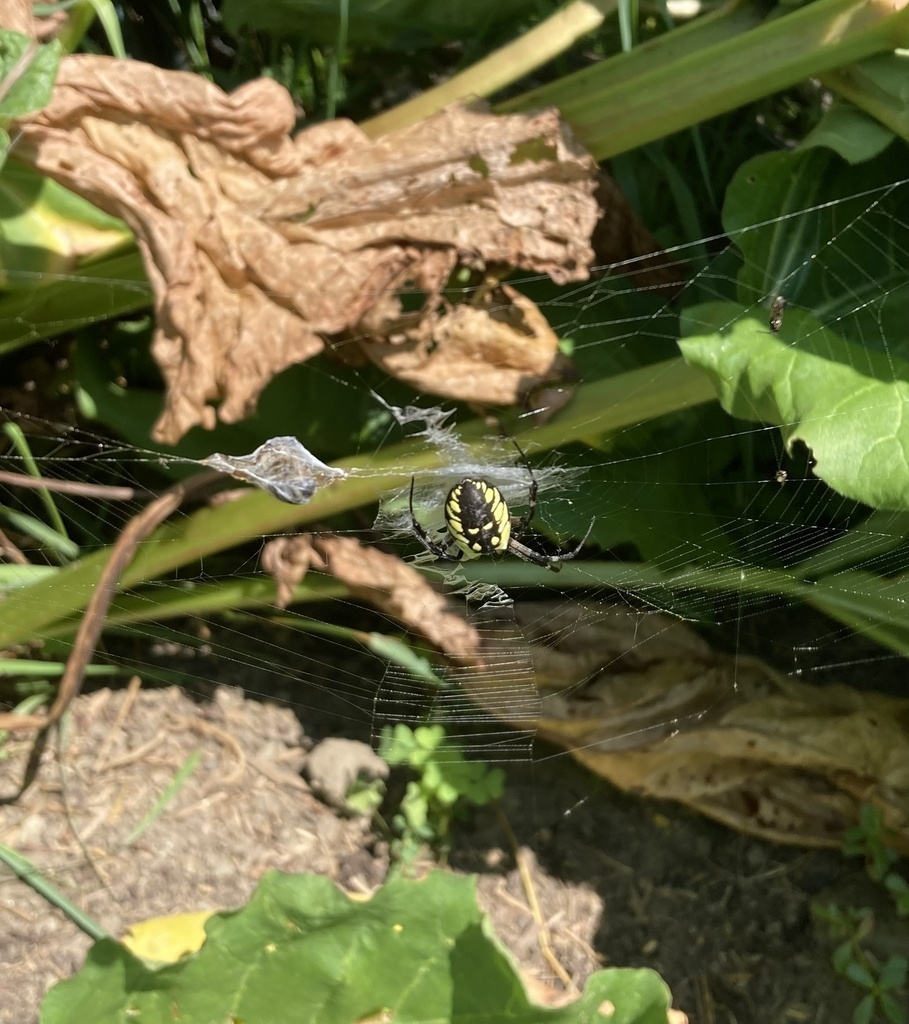 Yellow Garden Spider from W Deer Trail, Pawling, NY, US on September 03 ...