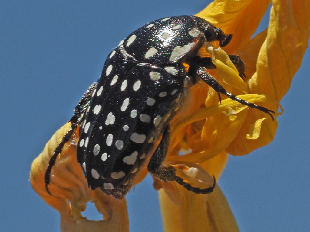 Another Dotted Fruit Chafer from Joe Gqabi, Südafrika on November 16 ...