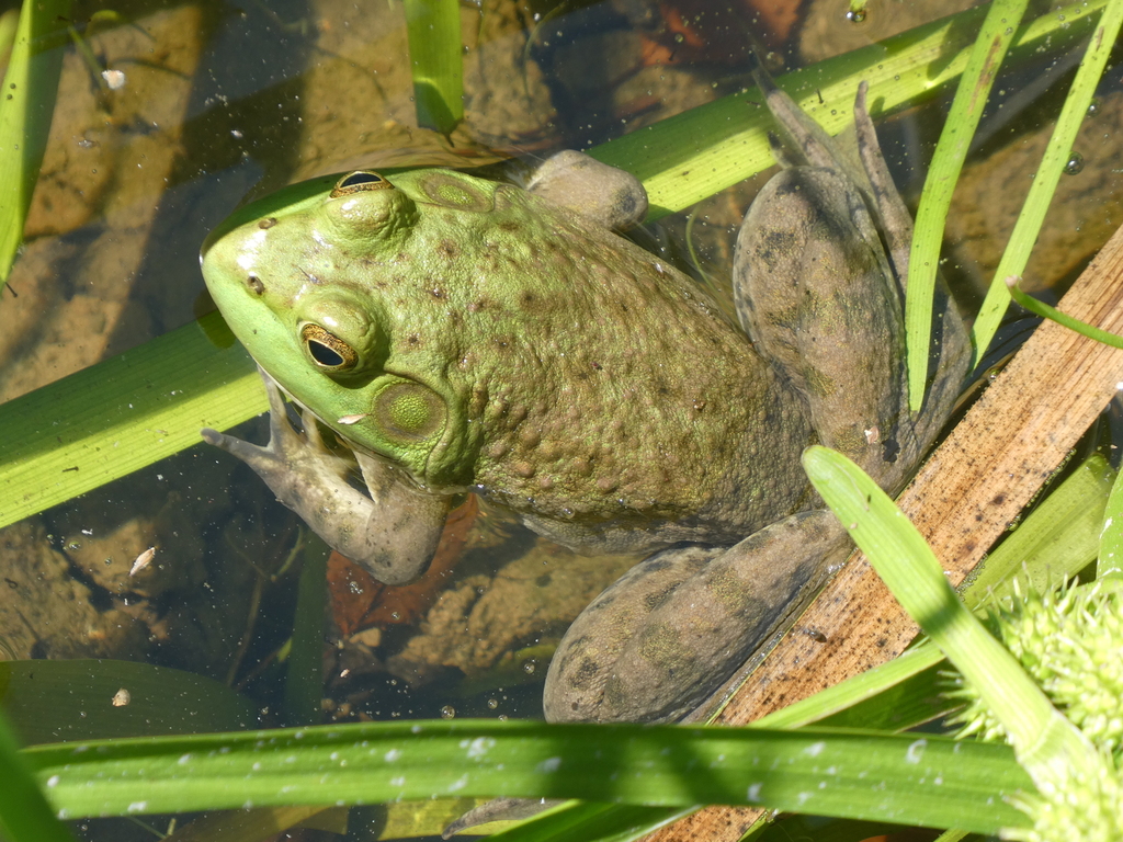 American Bullfrog in August 2022 by bgaudubon. I'm leaning towards ...