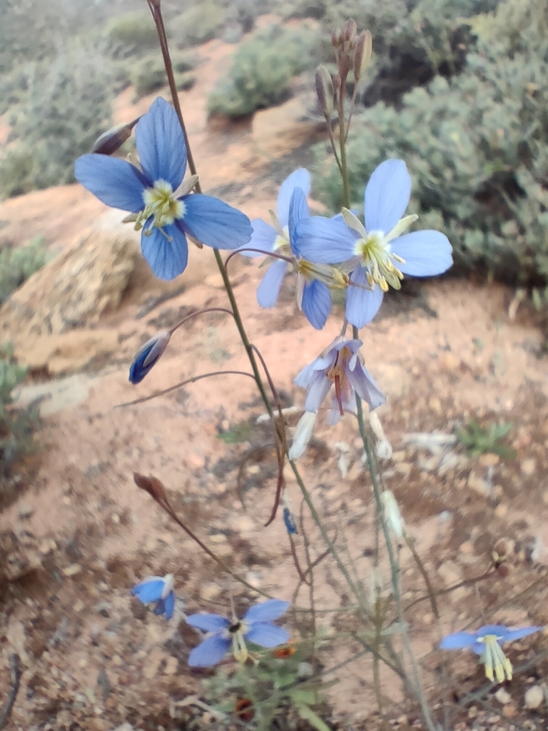 Milk Sunspurge from Komaggas, South Africa on August 14, 2022 at 02:26 ...