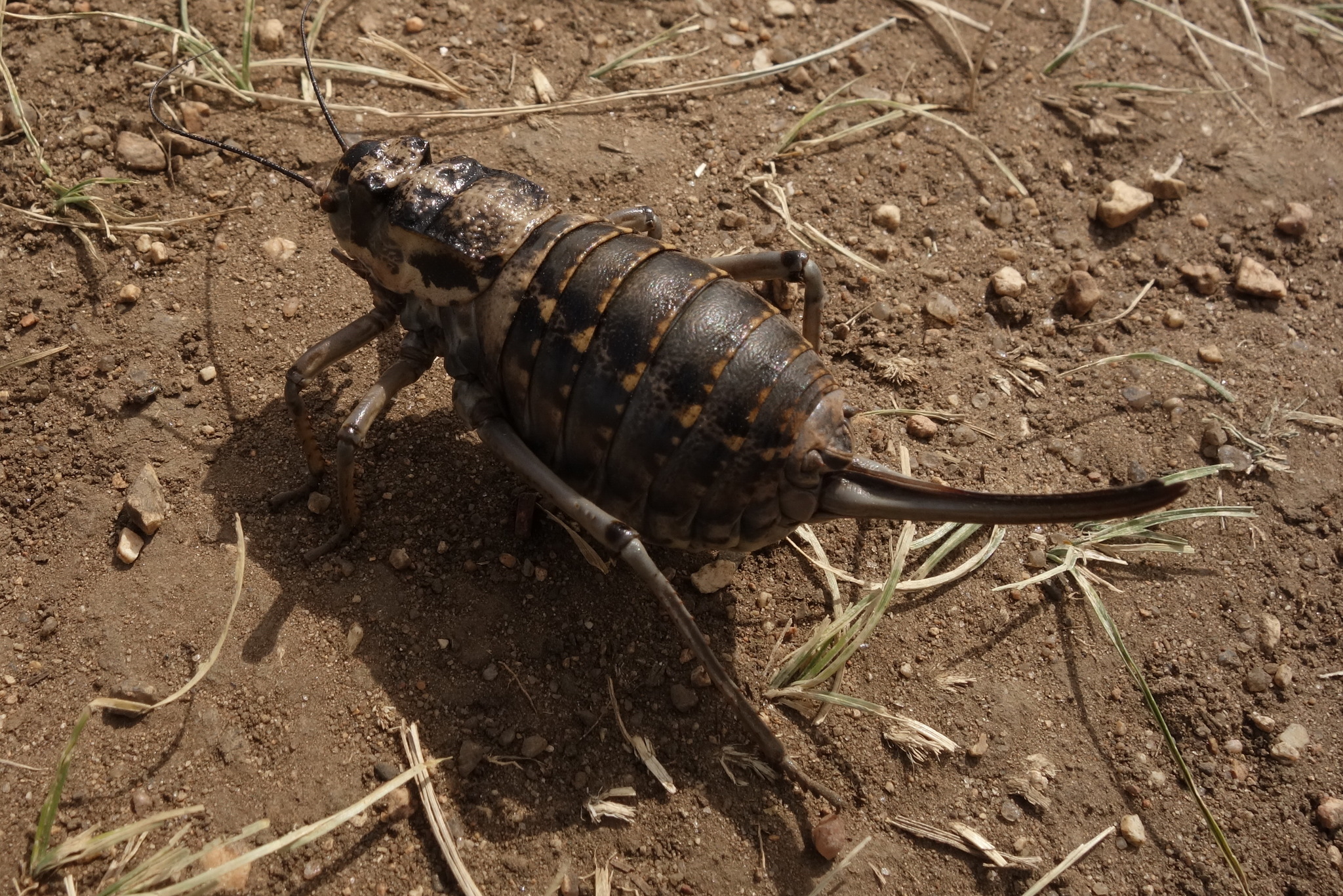 Deracantha Fischer von Waldheim, 1833