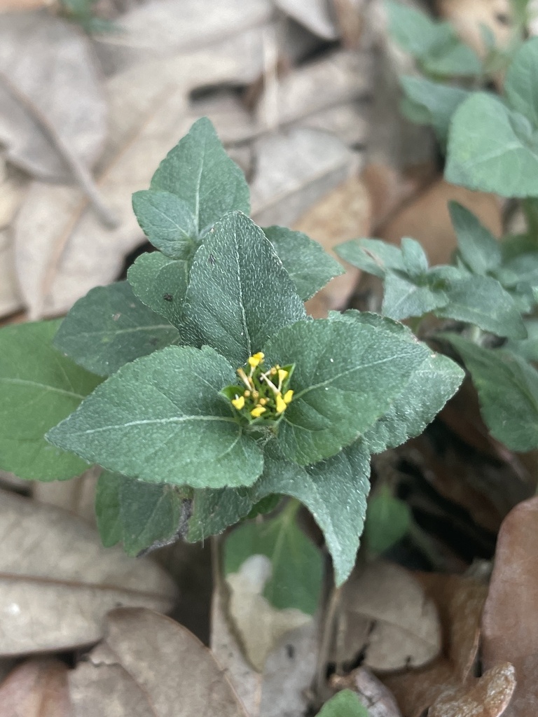 straggler daisy from Mustang Chase, San Antonio, TX, US on September 03 ...