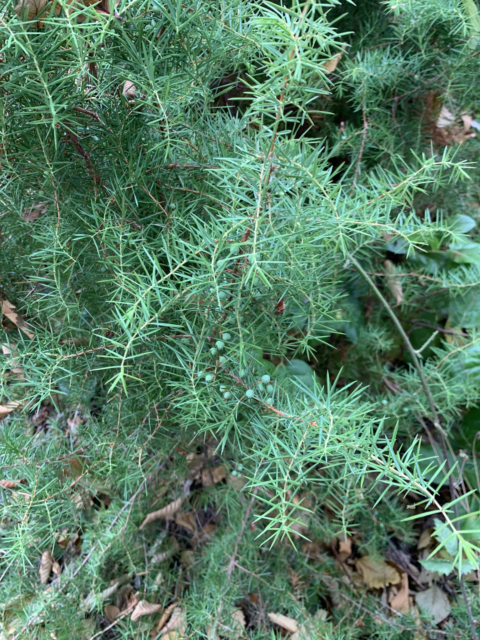 Juniperus rigida Siebold & Zucc.