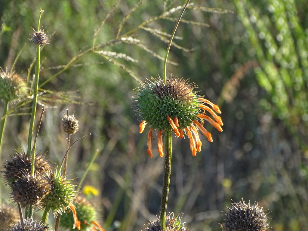lion's ear from Cacadu, Eastern Cape, South Africa on September 3, 2022 ...