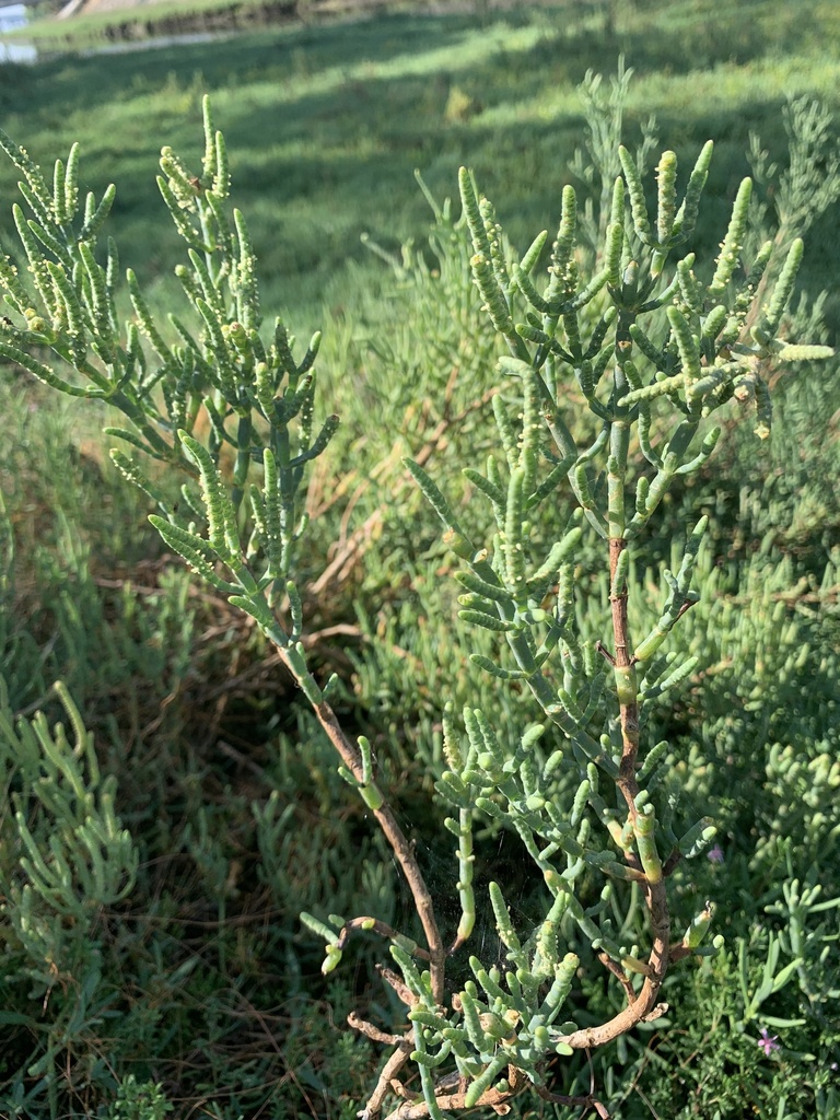 Salicornieae from Rose Creek Bike Path, San Diego, CA, US on September ...