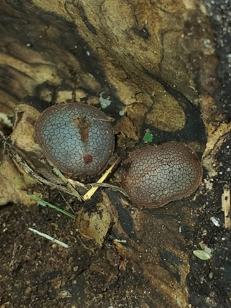 Ant Flies & Kin from Nocaima on September 03, 2022 at 11:46 AM by Oscar ...