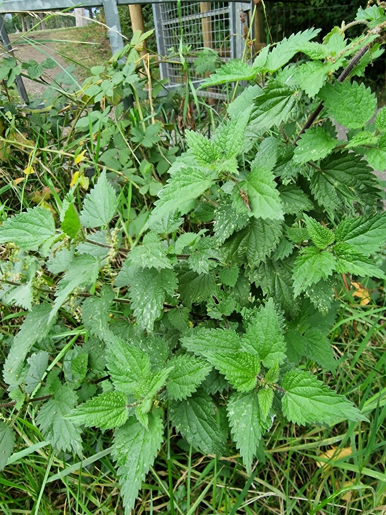 great stinging nettle from Stafford ST16, UK on September 3, 2022 at 04:47 PM by Daniel Moore ...