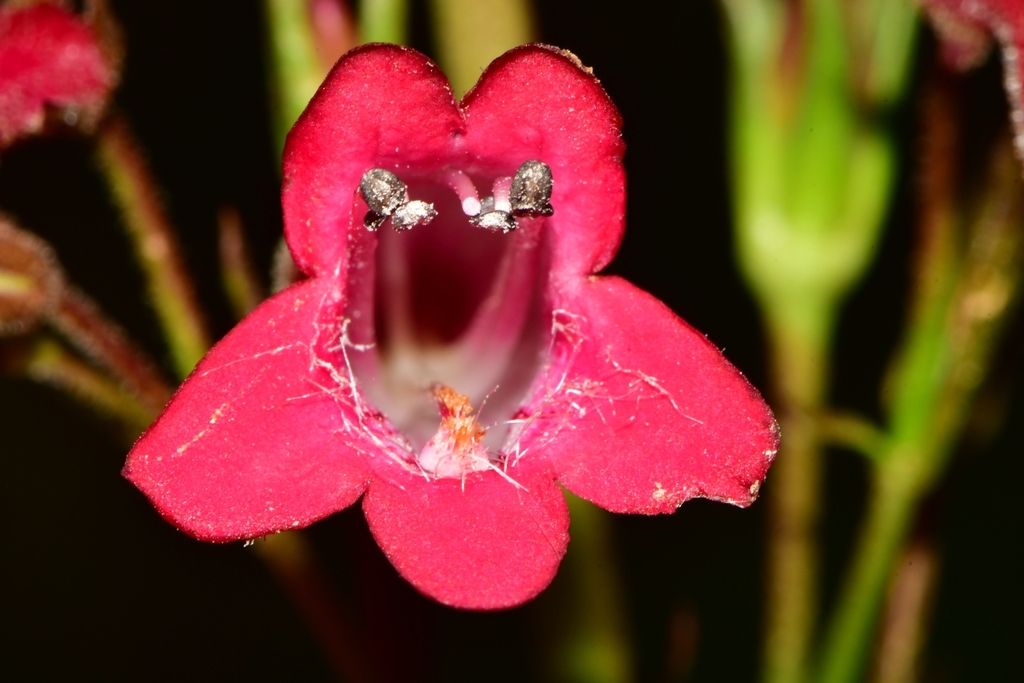 Penstemon miniatus from 70861 Oaxaca, Mexico on September 03, 2022 at ...