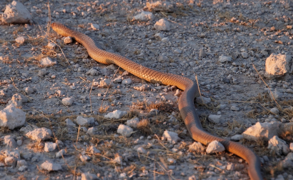 Anchieta's Cobra from Gemsbokvlakte to Okaukuejo road, Etosha National ...