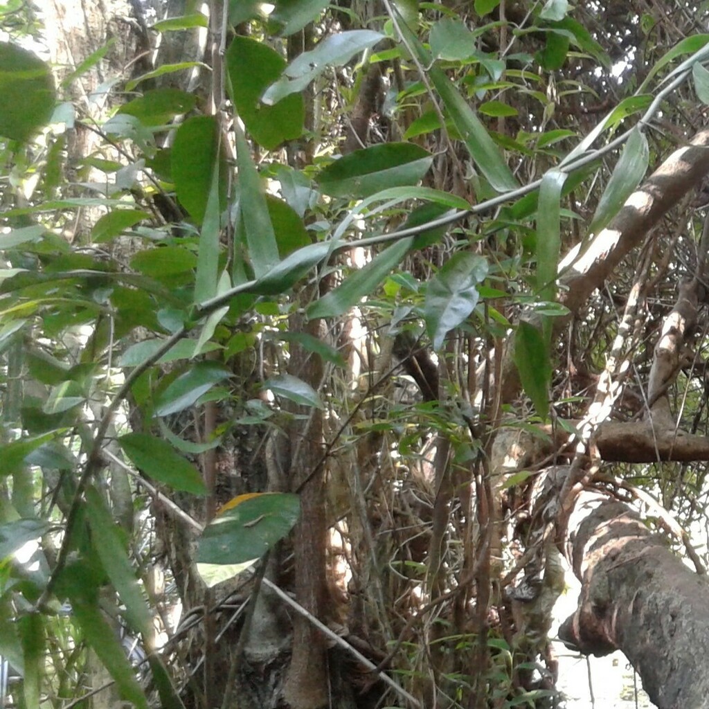 plants from Kavanattinkara, Kumarakom, Kerala 686563, India on October ...